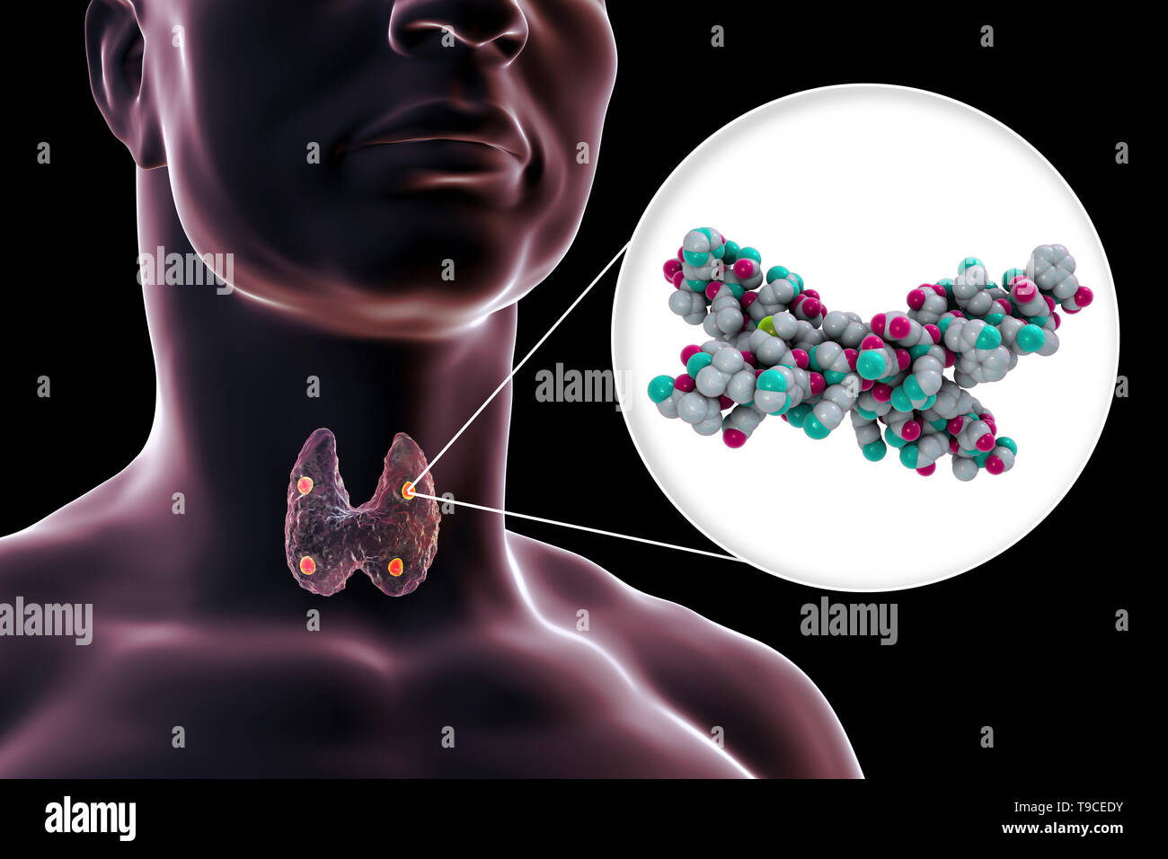 Parathyroid glands and parathyroid hormone, illustration Stock Photo ...