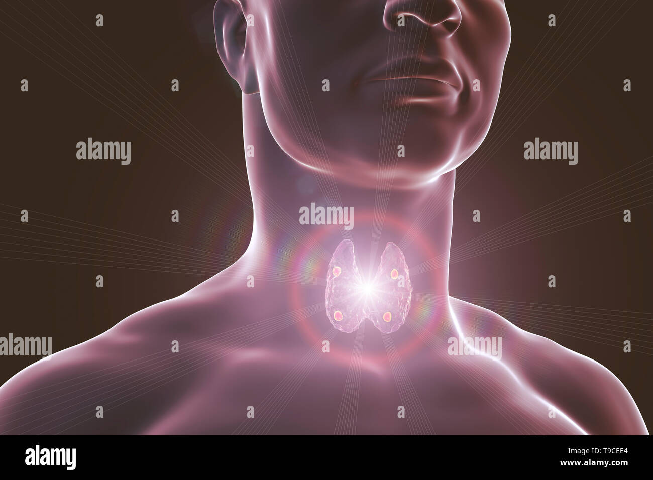 Parathyroid glands, illustration Stock Photo - Alamy