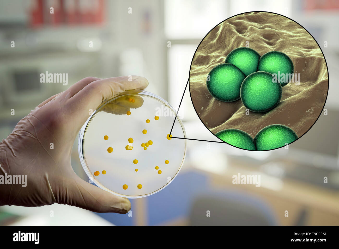 Micrococcus luteus hi-res stock photography and images - Alamy