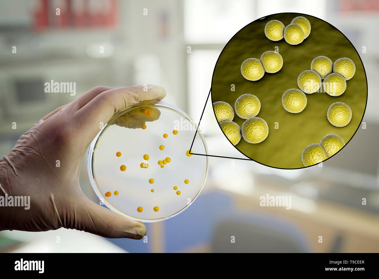 Micrococcus luteus bacteria, composite image Stock Photo - Alamy