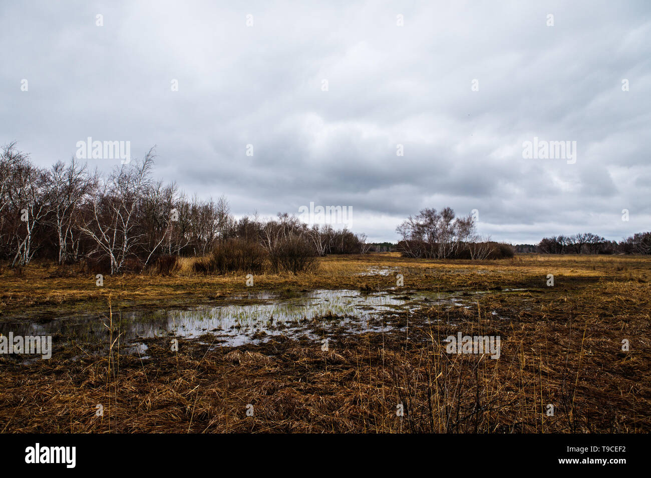 birch groves and marshes. Russian landscape Stock Photo - Alamy
