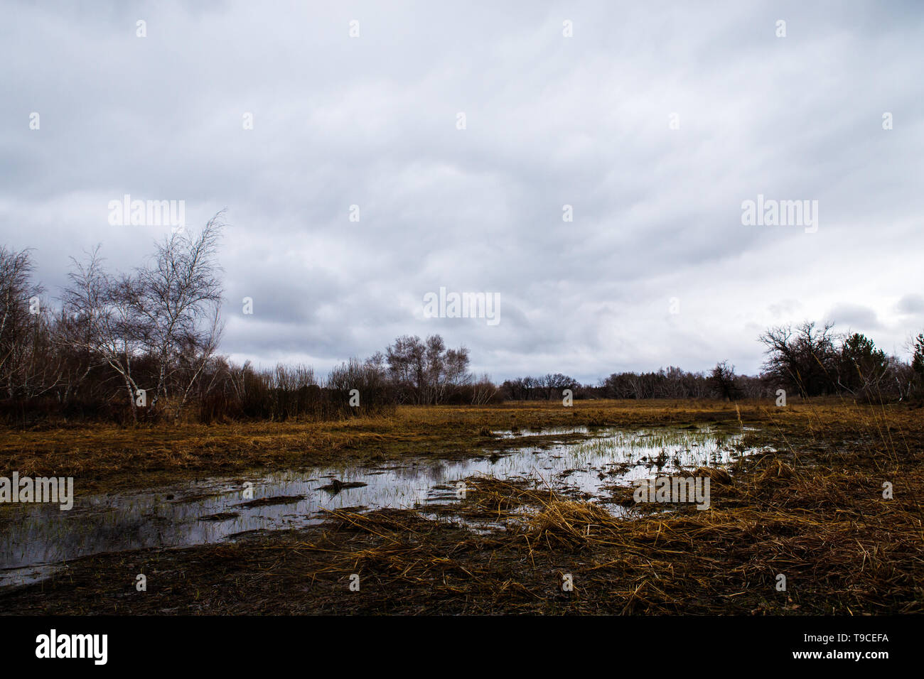 birch groves and marshes. Russian landscape Stock Photo - Alamy
