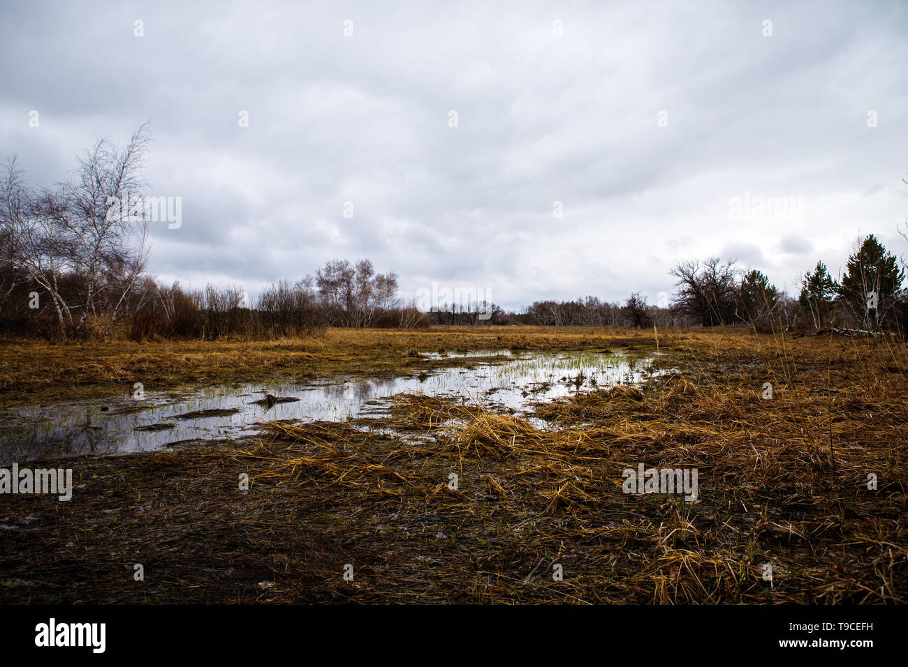 birch groves and marshes. Russian landscape Stock Photo - Alamy