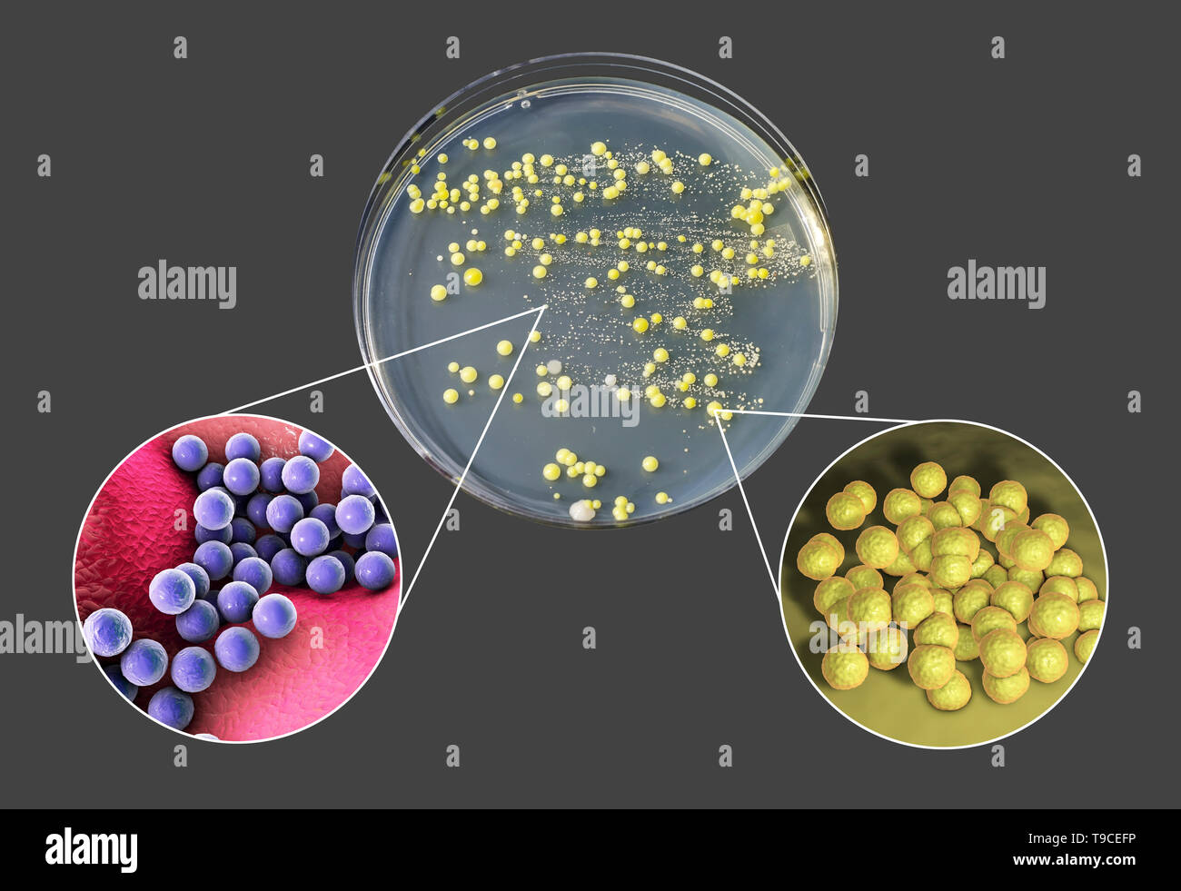 Bacterial Culture Stock Photos & Bacterial Culture Stock Images - Alamy