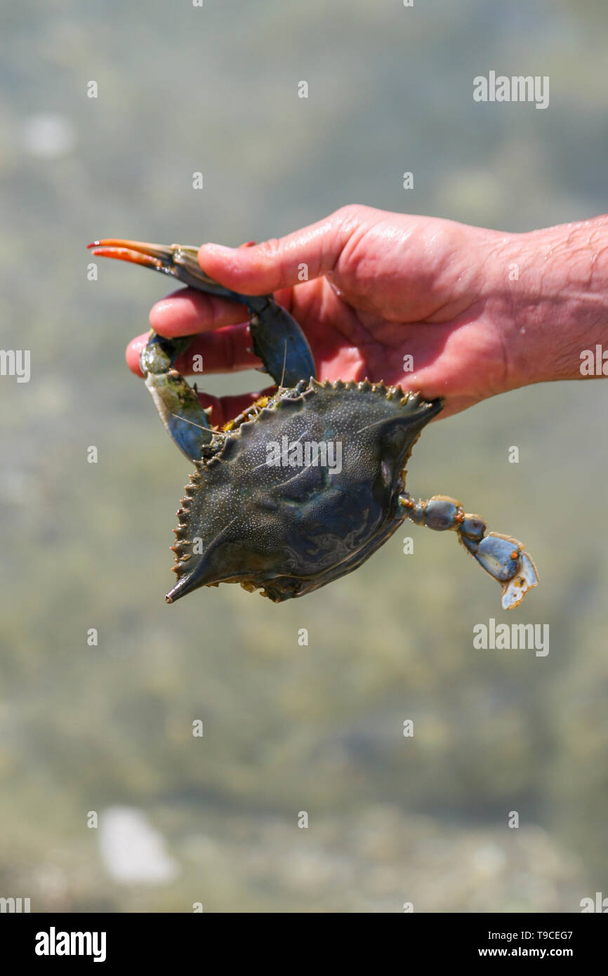 one-legged blue crab Stock Photo - Alamy