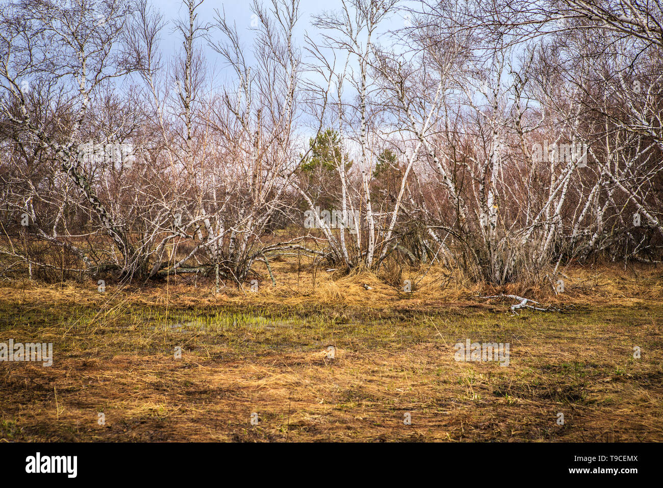 birch groves and marshes. Russian landscape Stock Photo - Alamy