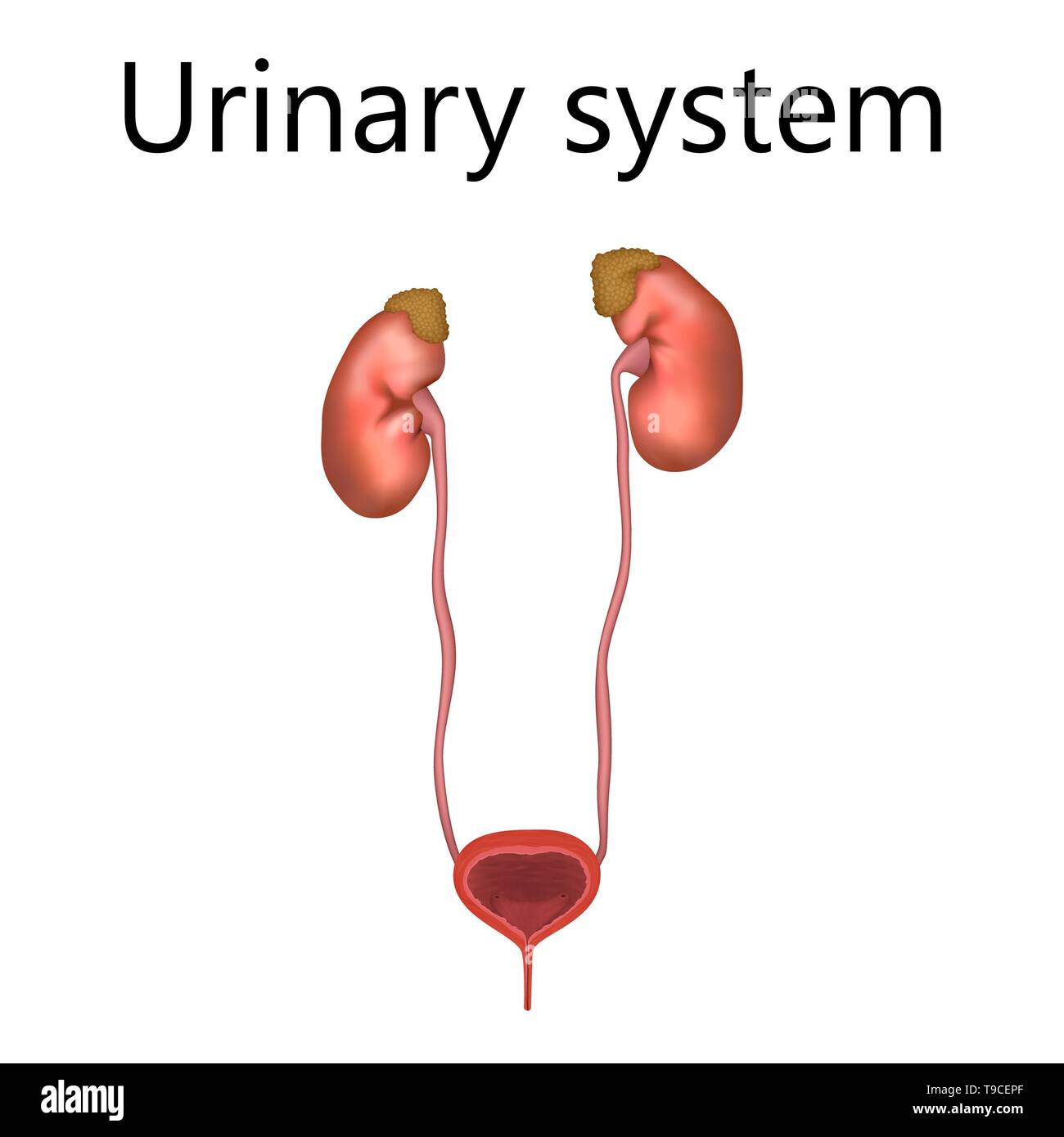 Urinary system, illustration Stock Photo - Alamy
