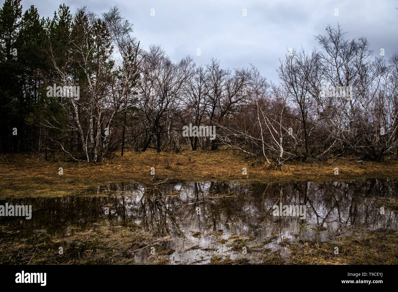birch groves and marshes. Russian landscape Stock Photo - Alamy