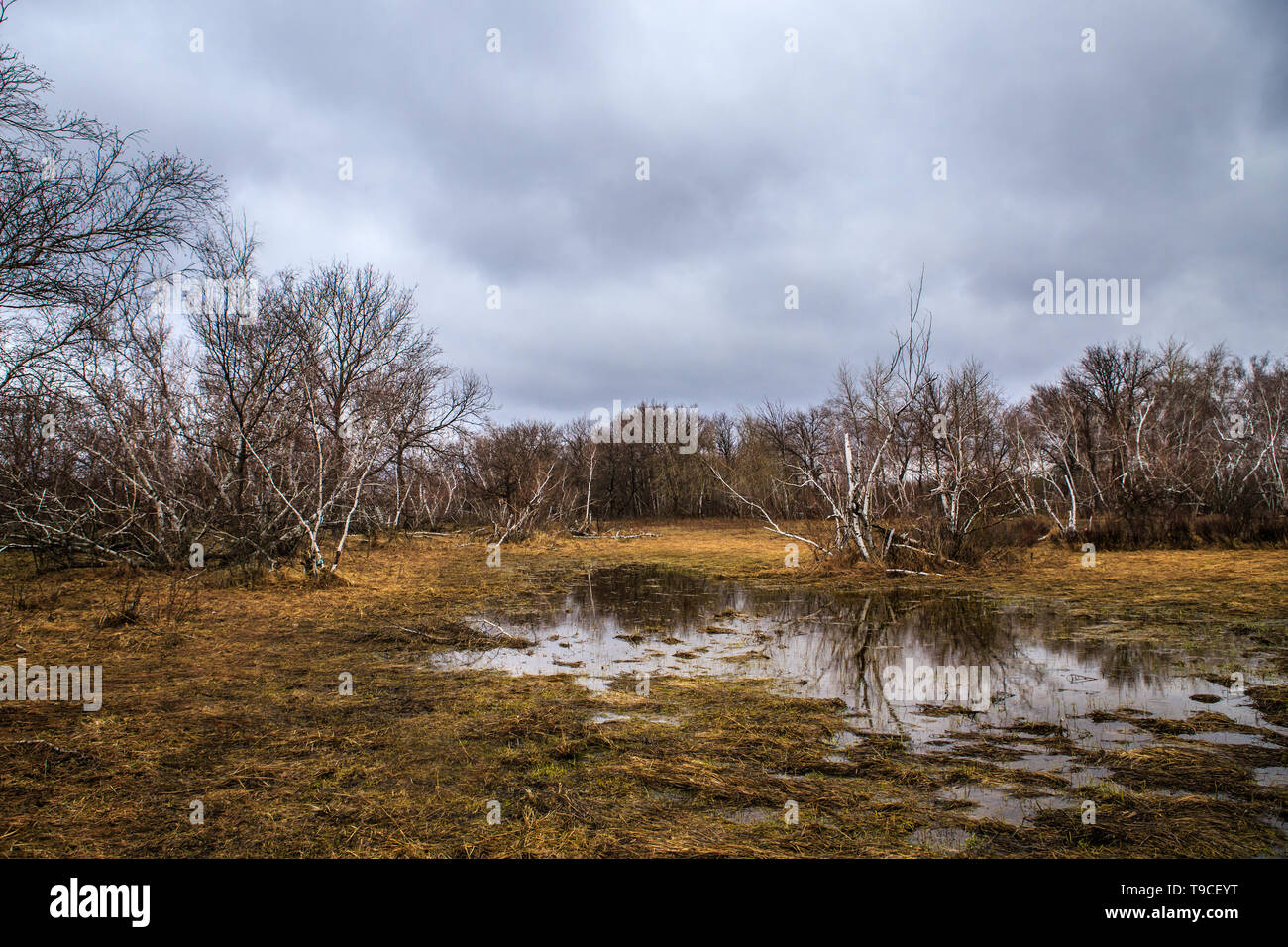 birch groves and marshes. Russian landscape Stock Photo - Alamy