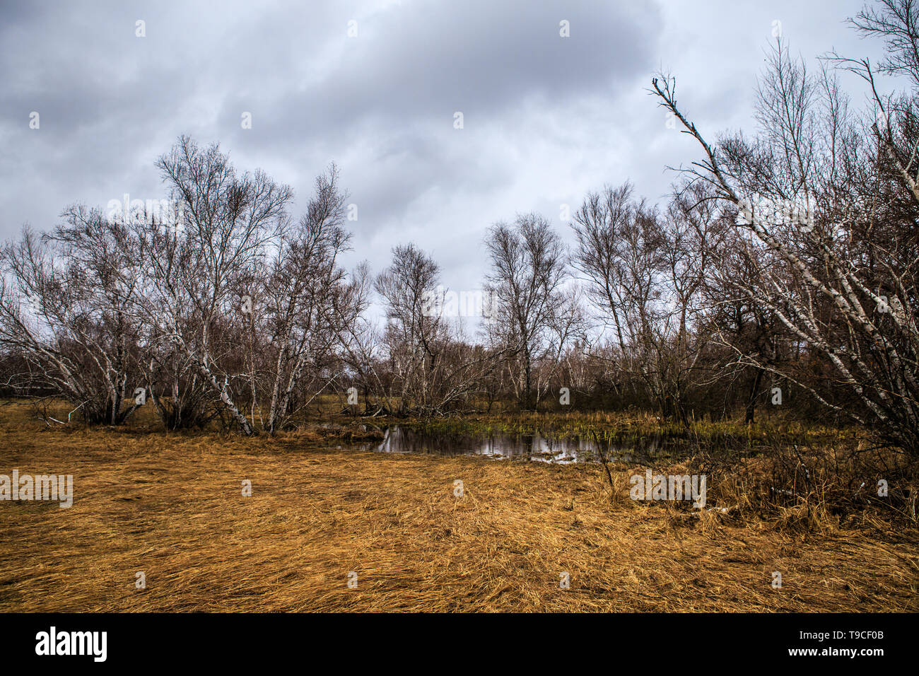 birch groves and marshes. Russian landscape Stock Photo - Alamy