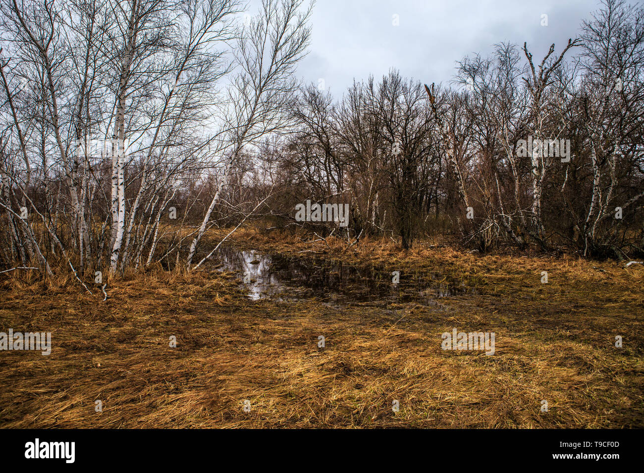 birch groves and marshes. Russian landscape Stock Photo - Alamy