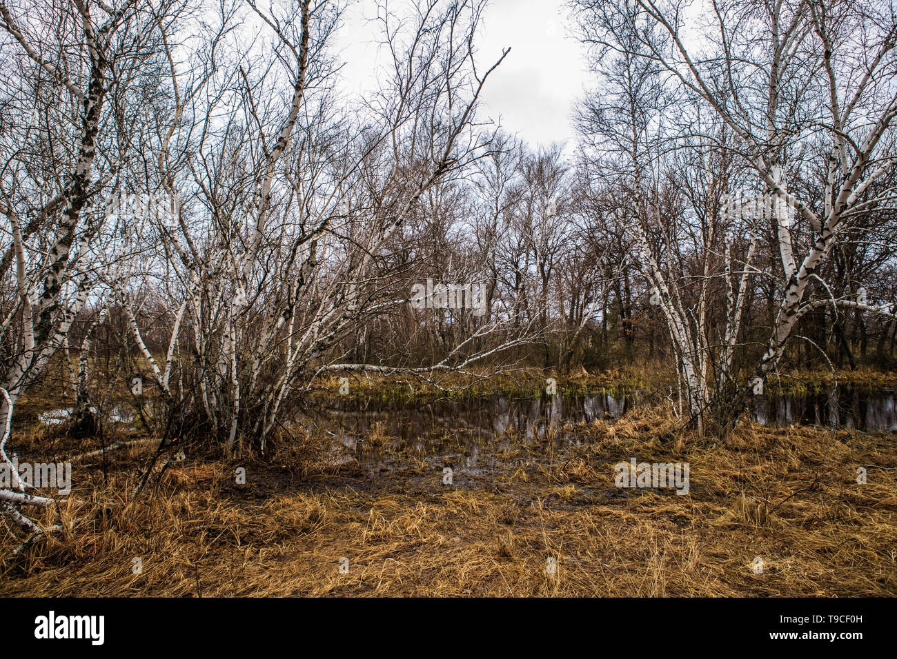 birch groves and marshes. Russian landscape Stock Photo - Alamy