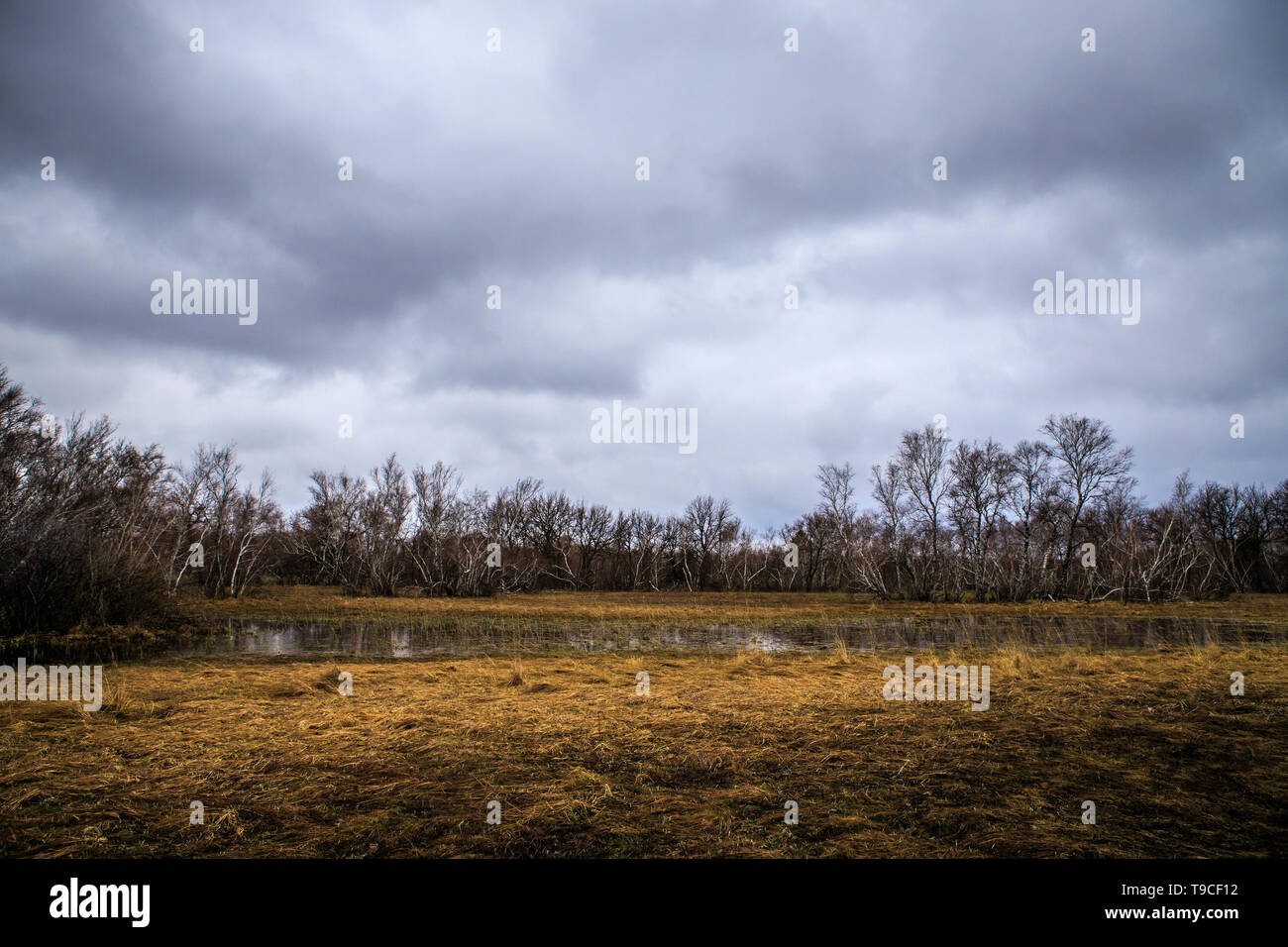 birch groves and marshes. Russian landscape Stock Photo - Alamy