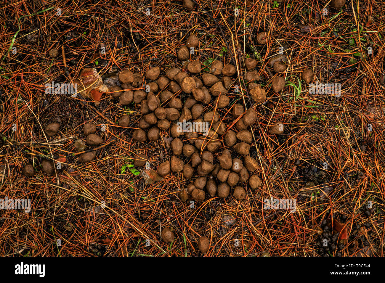 moose droppings in the woods on the ground Stock Photo - Alamy