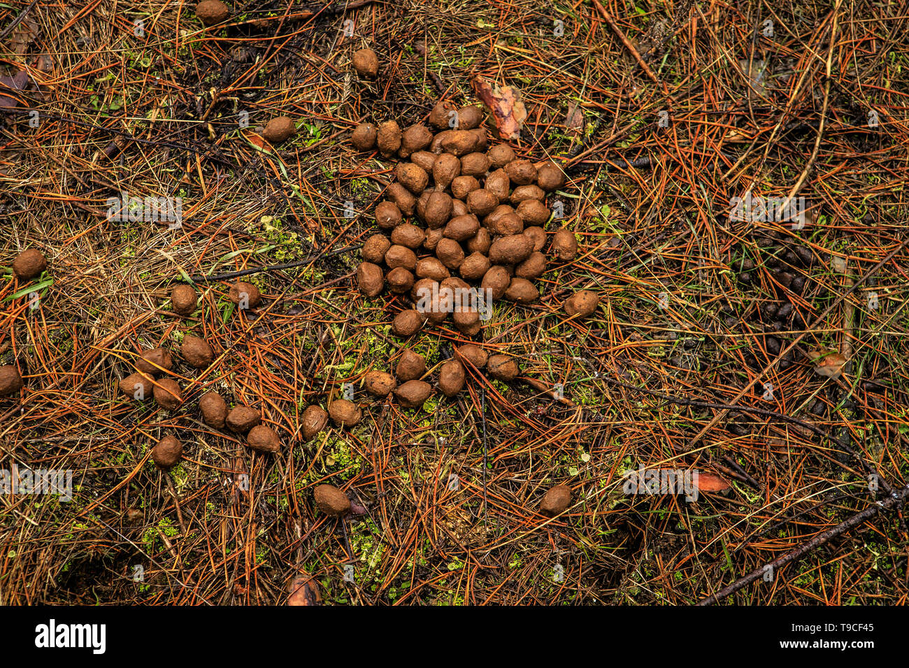 Moose droppings hi-res stock photography and images - Alamy