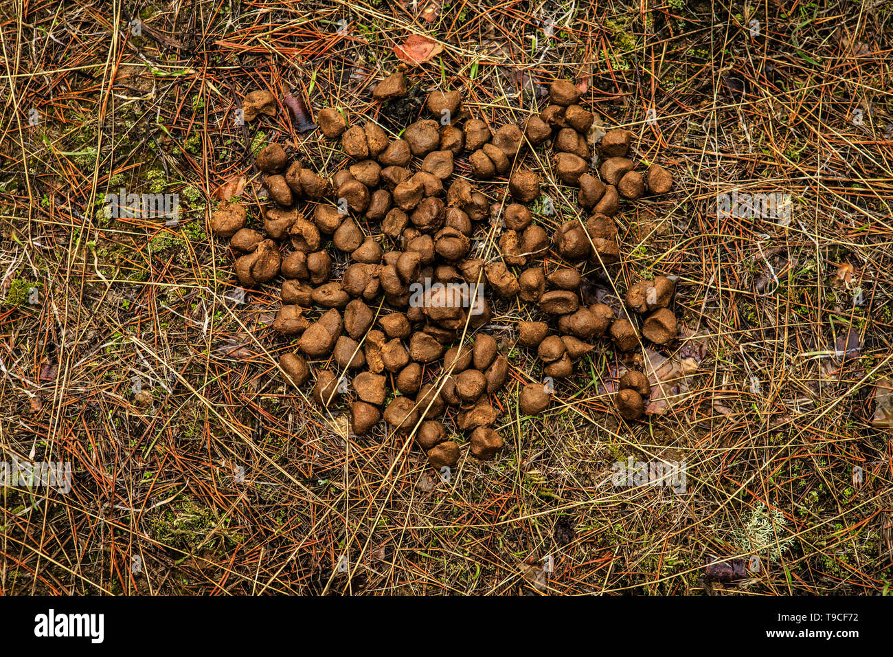 moose droppings in the woods on the ground Stock Photo - Alamy