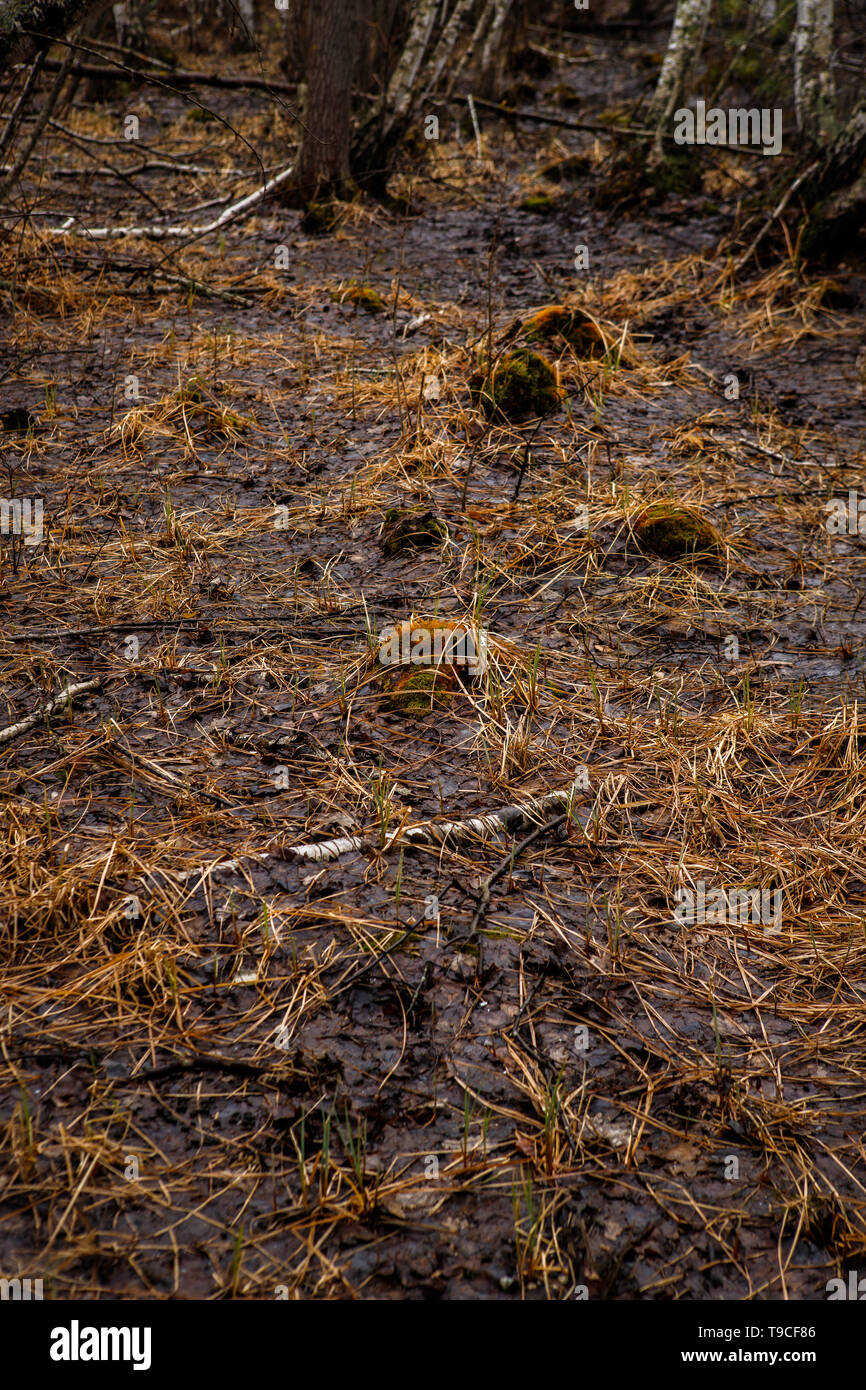 birch groves and marshes. Russian landscape Stock Photo - Alamy