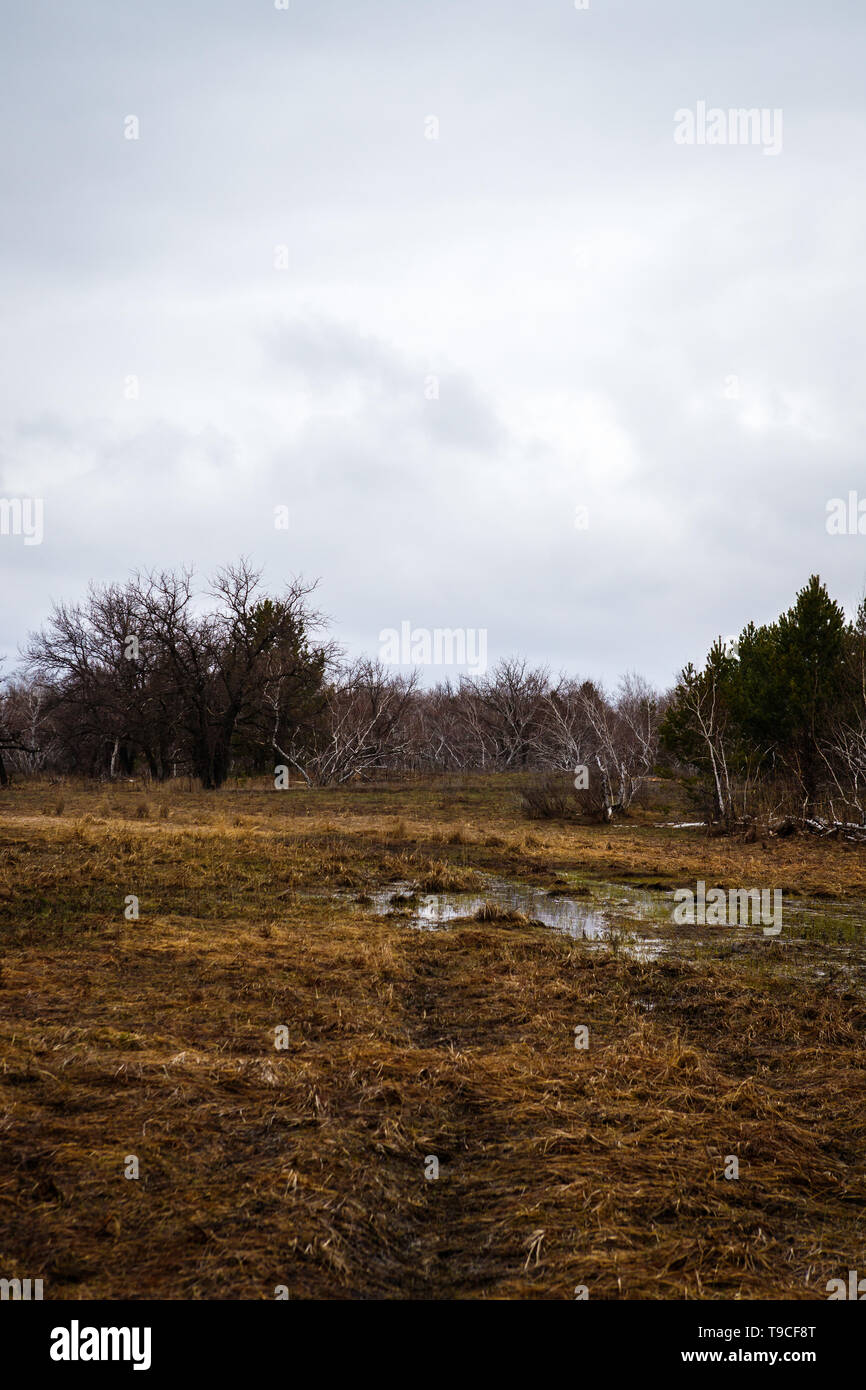 birch groves and marshes. Russian landscape Stock Photo - Alamy