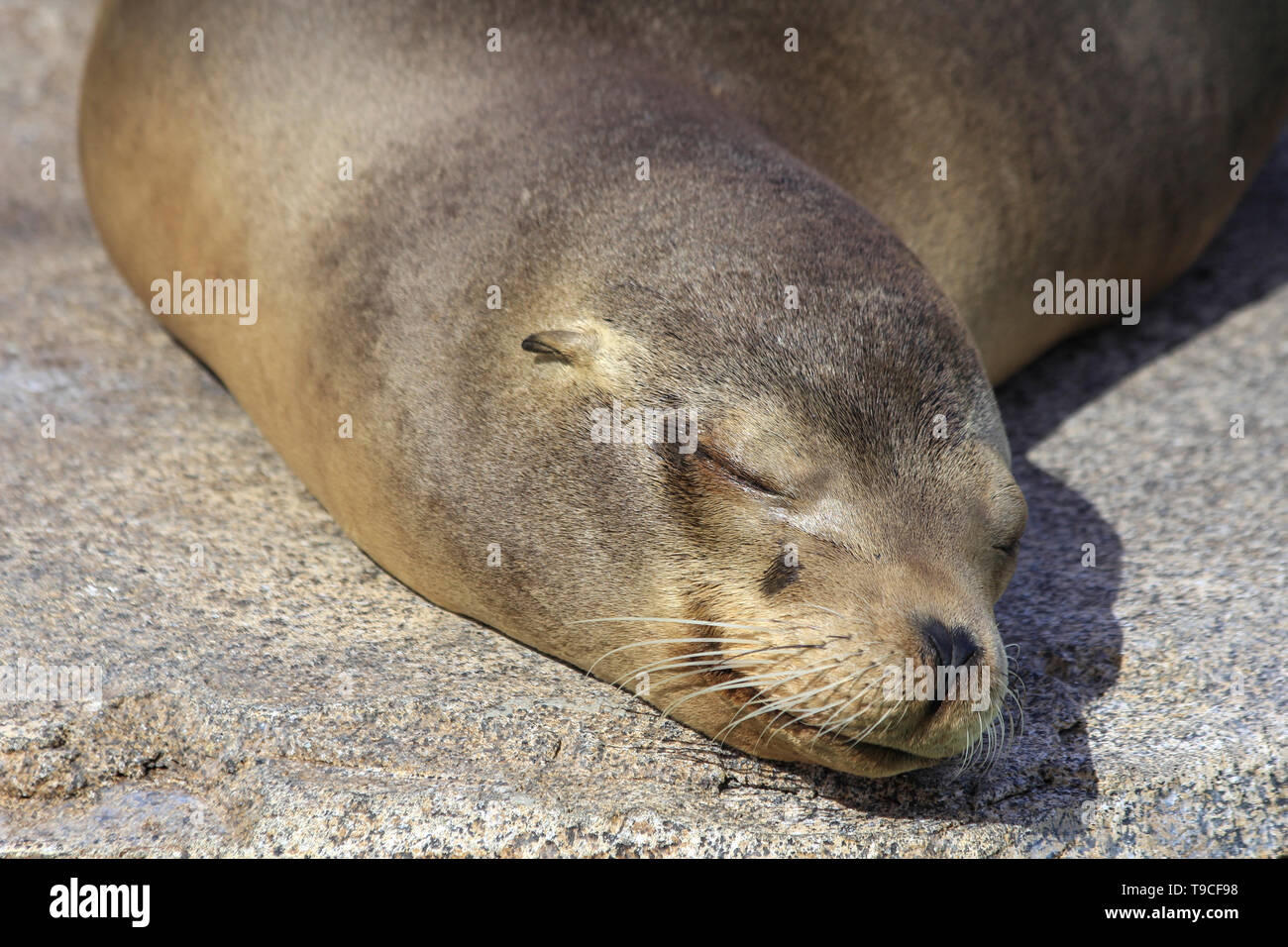 The seal fish weeping in the show Park Stock Photo - Alamy