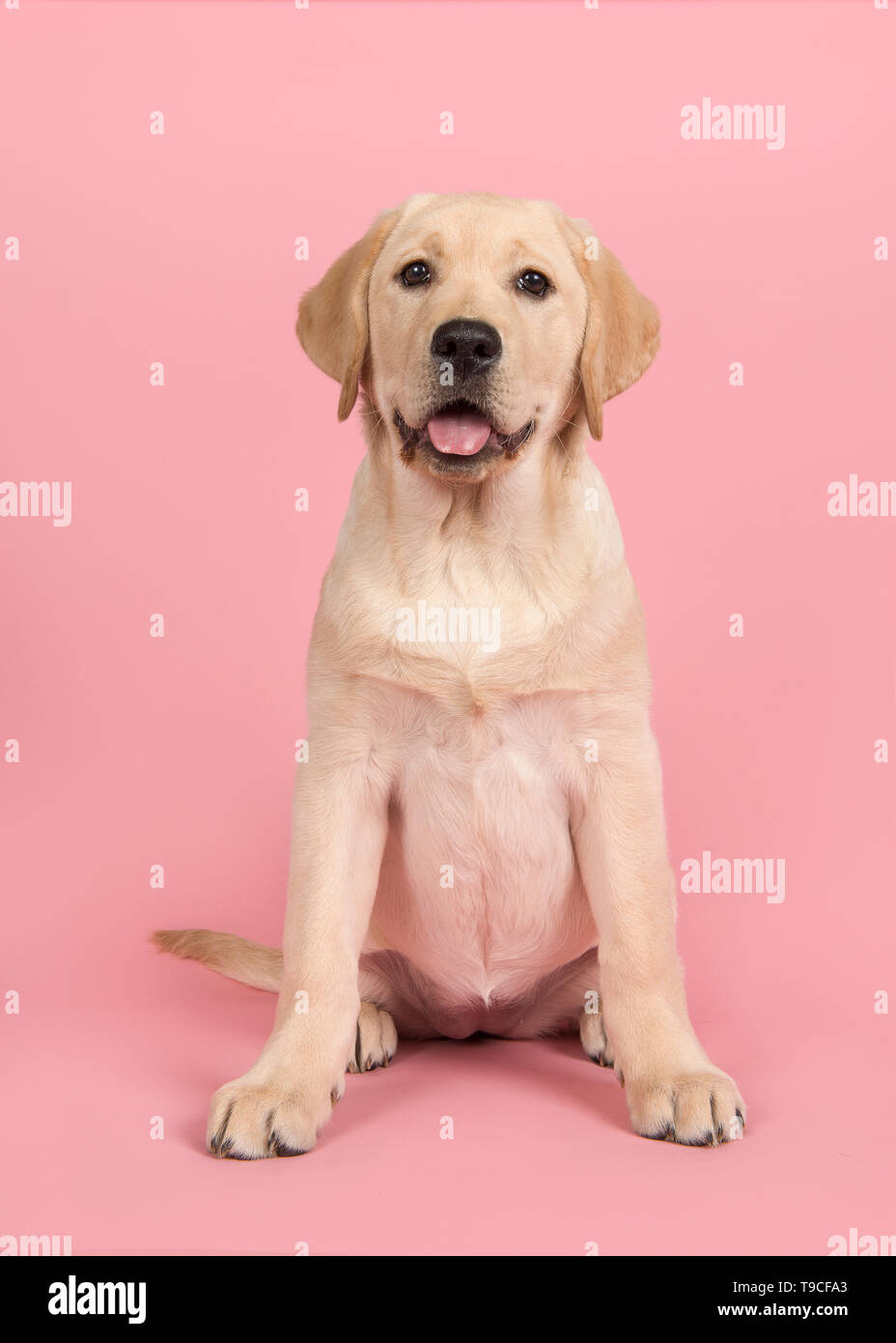 Blond labrador retriever looking at the camera sitting on a pink ...