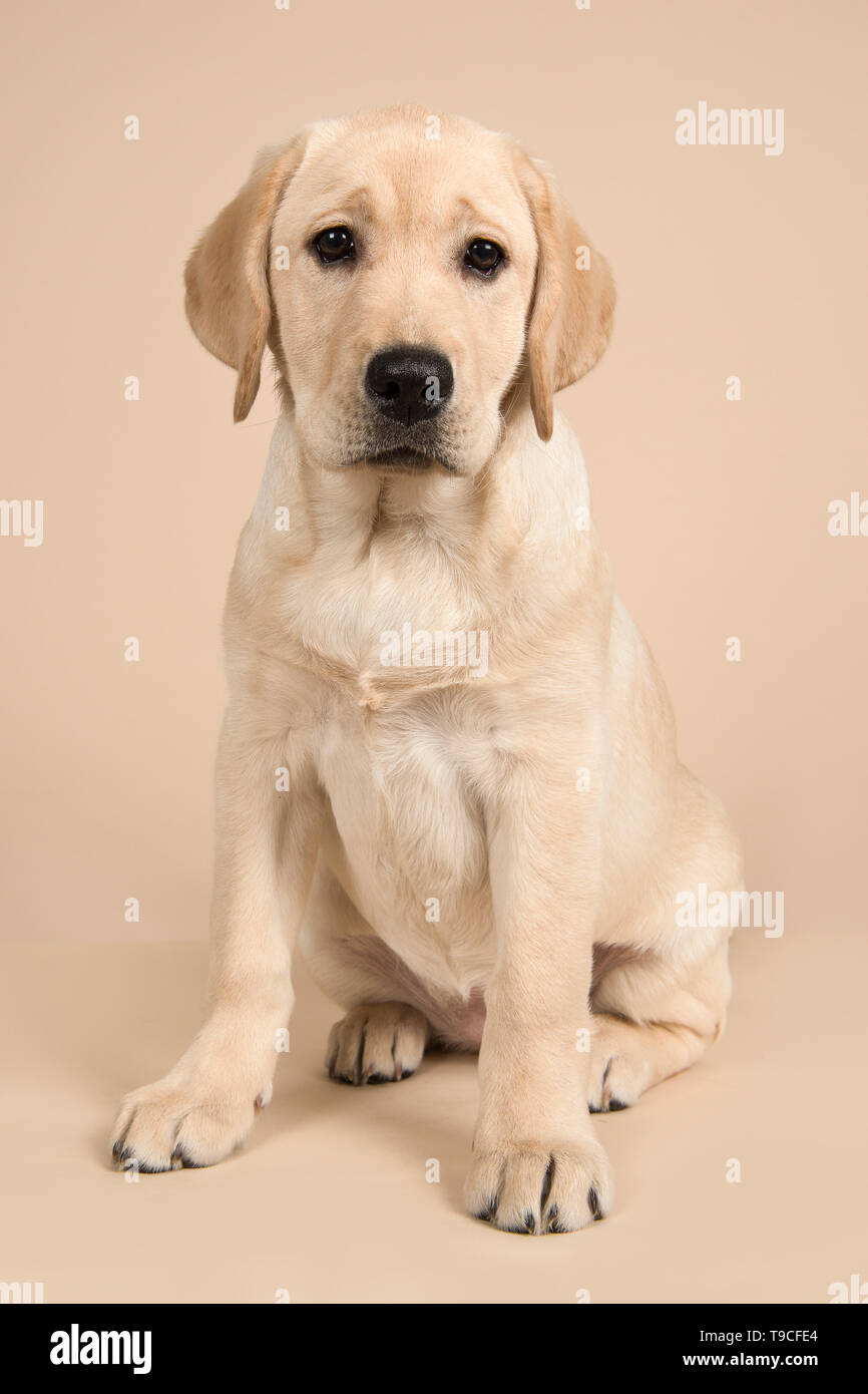 Blond labrador retriever looking at the camera sitting on a sand ...