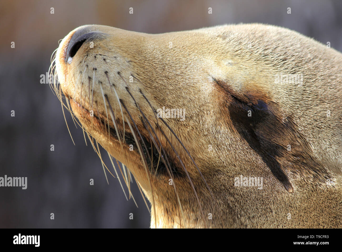 Seal fish hi-res stock photography and images - Alamy
