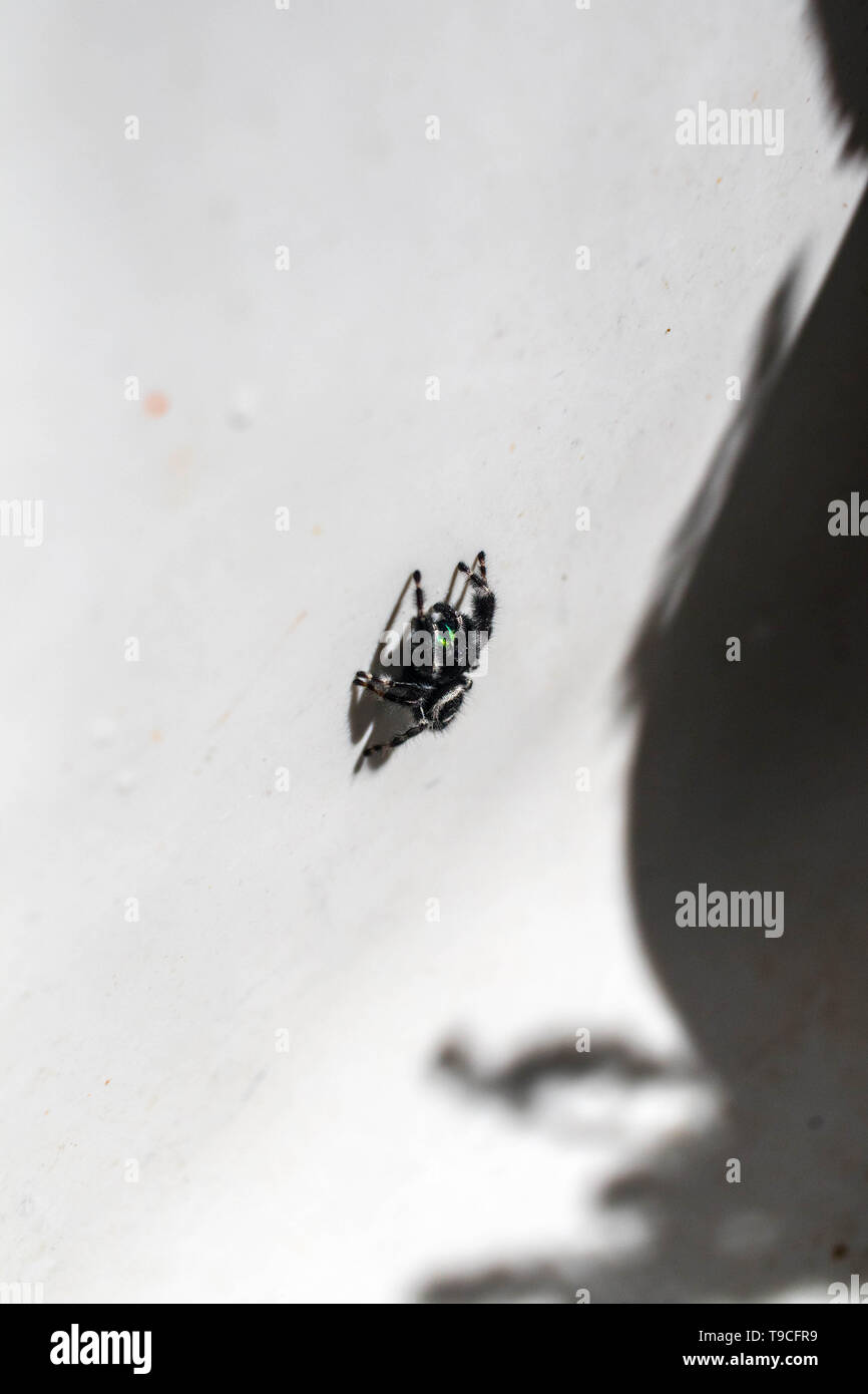 Daring jumping spider hi-res stock photography and images - Alamy