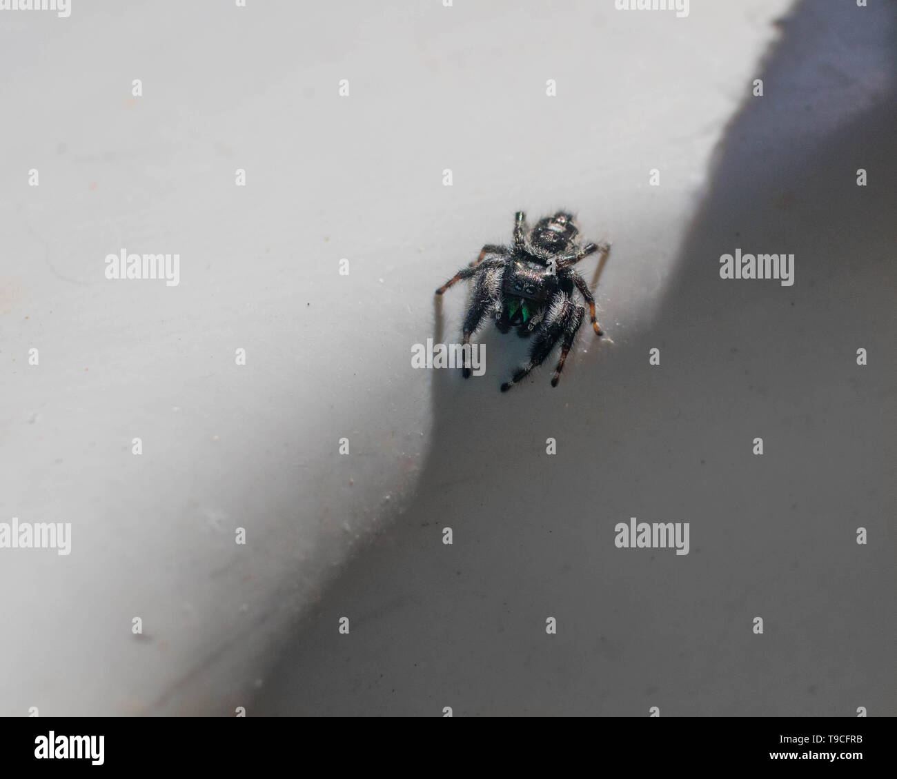 Bold jumping spider phidippus hi-res stock photography and images - Alamy