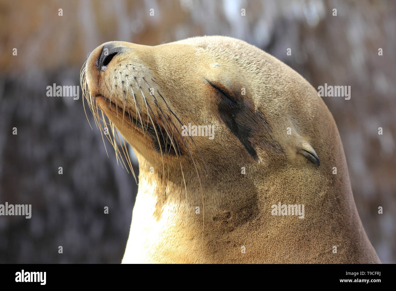 Seal fish hi-res stock photography and images - Alamy