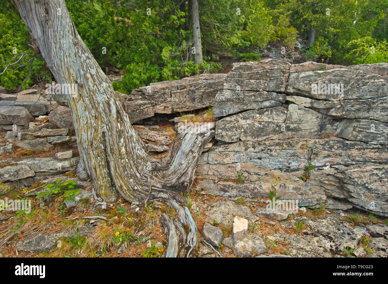 Limestone rock along Georgian Bay (Lake Huron) at Halfway Log Dump ...