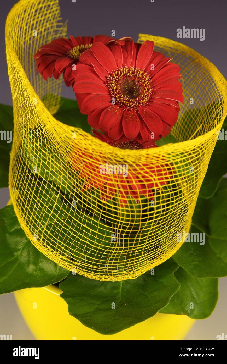 Macro of rolled flower wrapped in a colored net with visible fibers ...