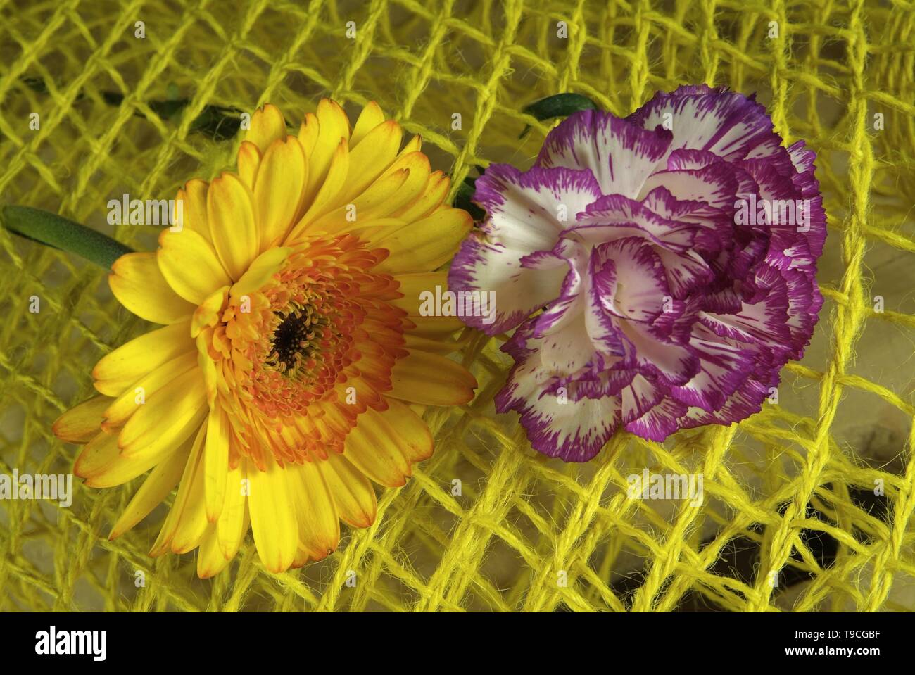 Macro of rolled flower wrapped in a colored net with visible fibers ...