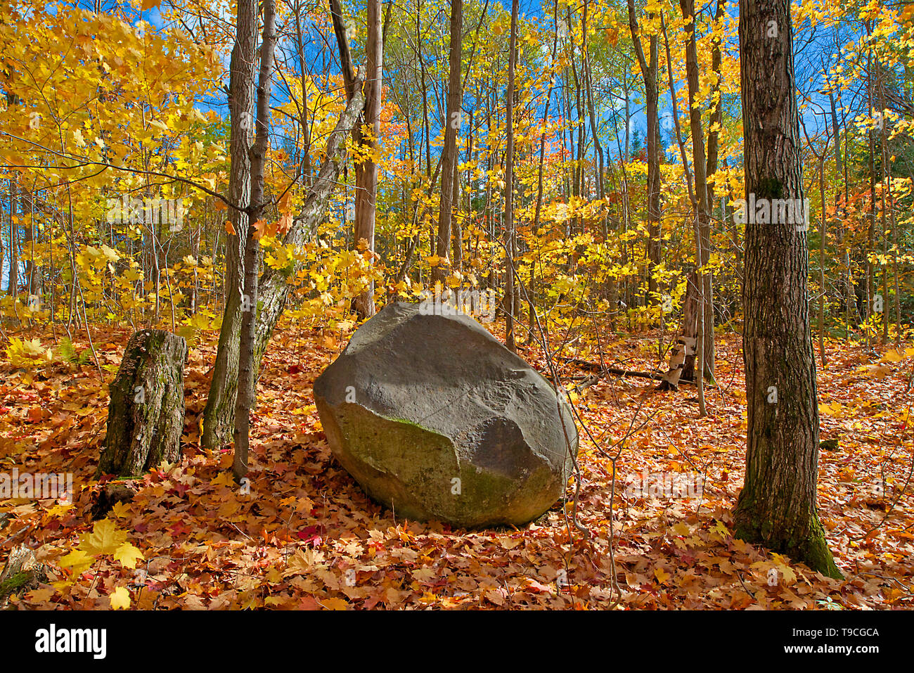Hardwood forests hi-res stock photography and images - Alamy