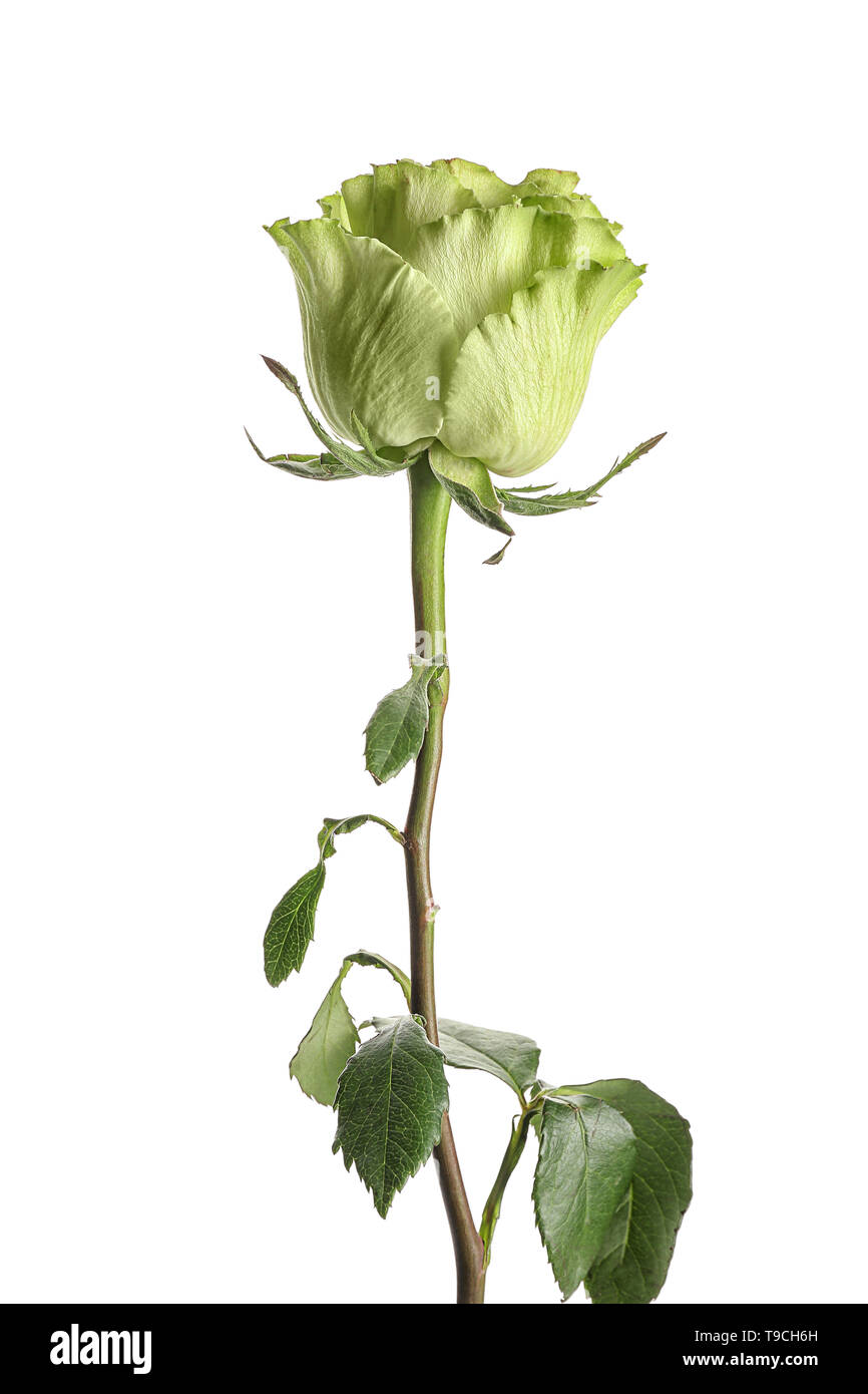 Beautiful green rose on white background Stock Photo - Alamy
