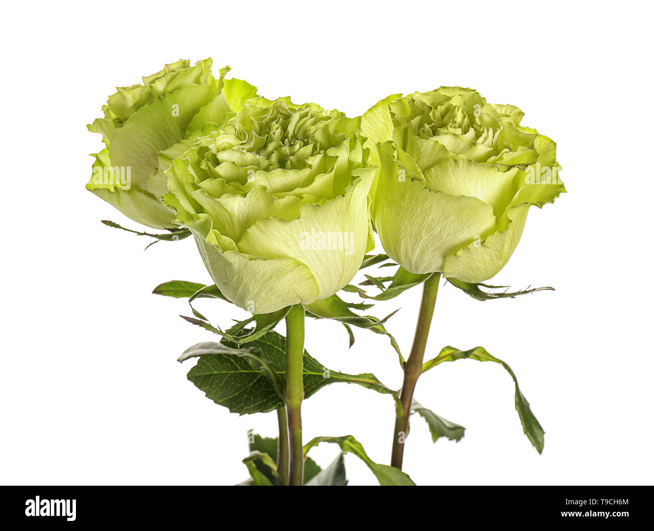 Beautiful green roses on white background Stock Photo - Alamy