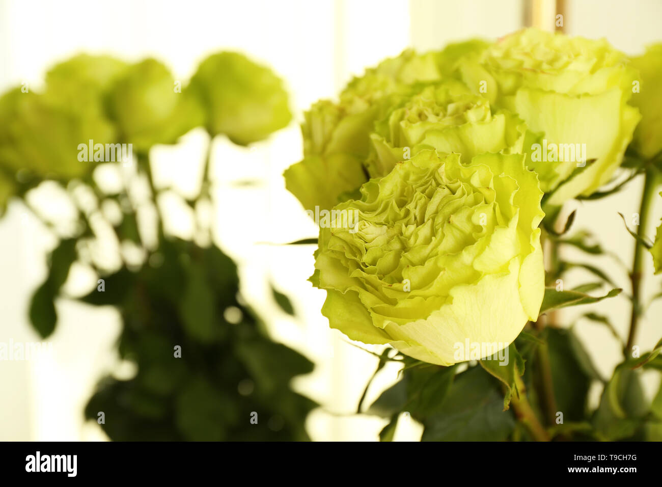 Beautiful green roses, closeup Stock Photo - Alamy
