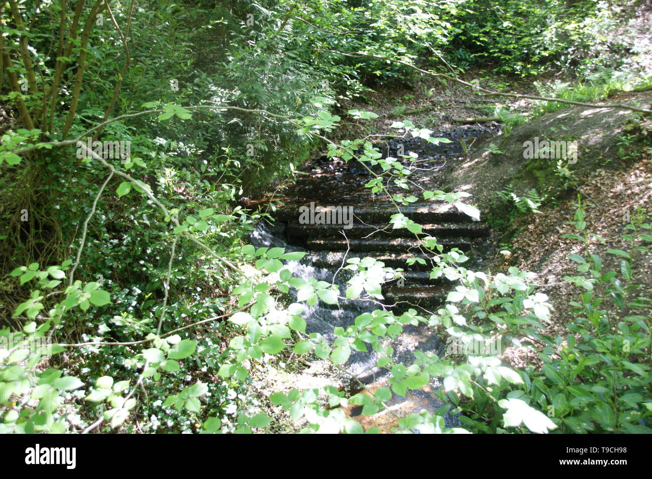 Maspie Den and the Falkland Estate Stock Photo - Alamy