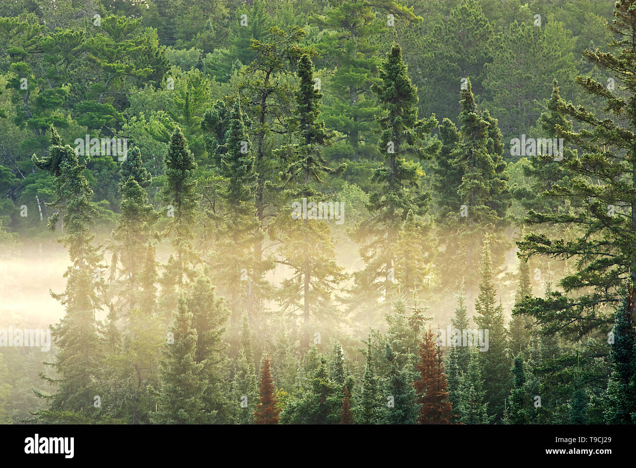 Northern ontario trees hi-res stock photography and images - Alamy