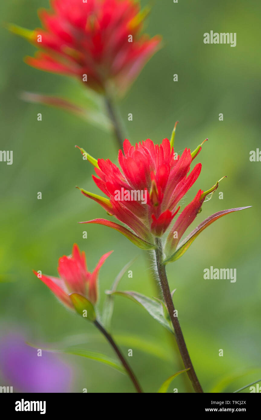 Indian paintbrush. Red paintbrush Castilleja spp Stock Photo - Alamy