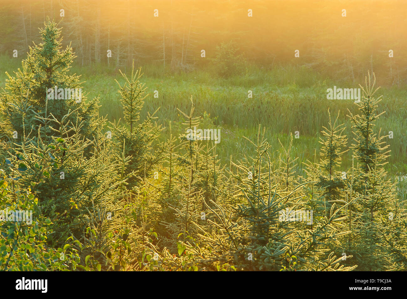 Northern ontario trees hi-res stock photography and images - Alamy