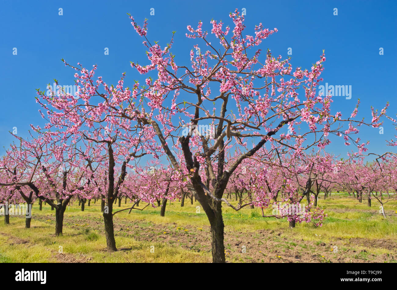 Peach trees in bloom (flowering) on an orchard on Lake Ontario in the ...