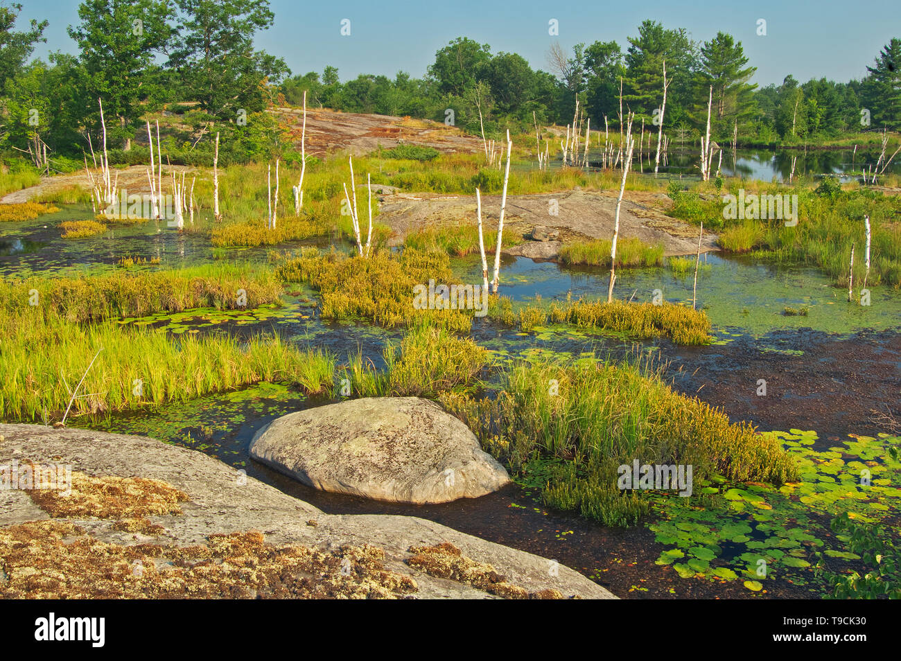 Wetland at Highland Pond Torrance Barrens Dark-Sky Preserve Ontario ...