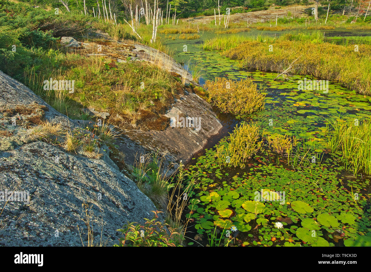 Wetland at Highland Pond Torrance Barrens Dark-Sky Preserve Ontario ...