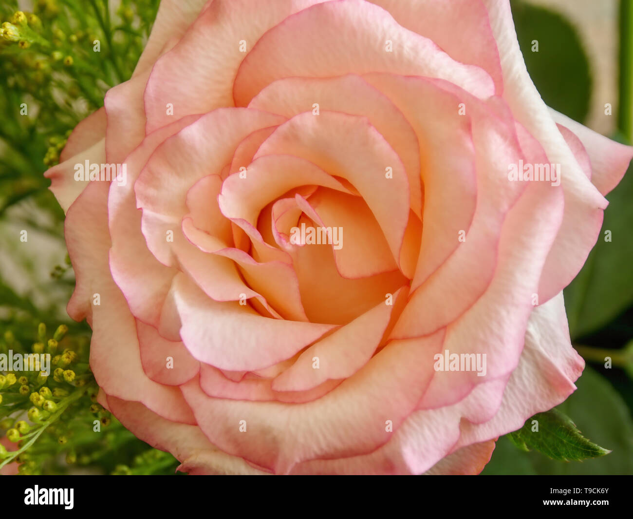 a pale rose-colored rose with scarlet margins in close-up with a soft ...