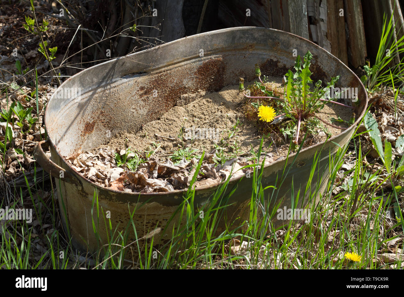 Old trough with soil overgrown with flowers and grass Stock Photo - Alamy