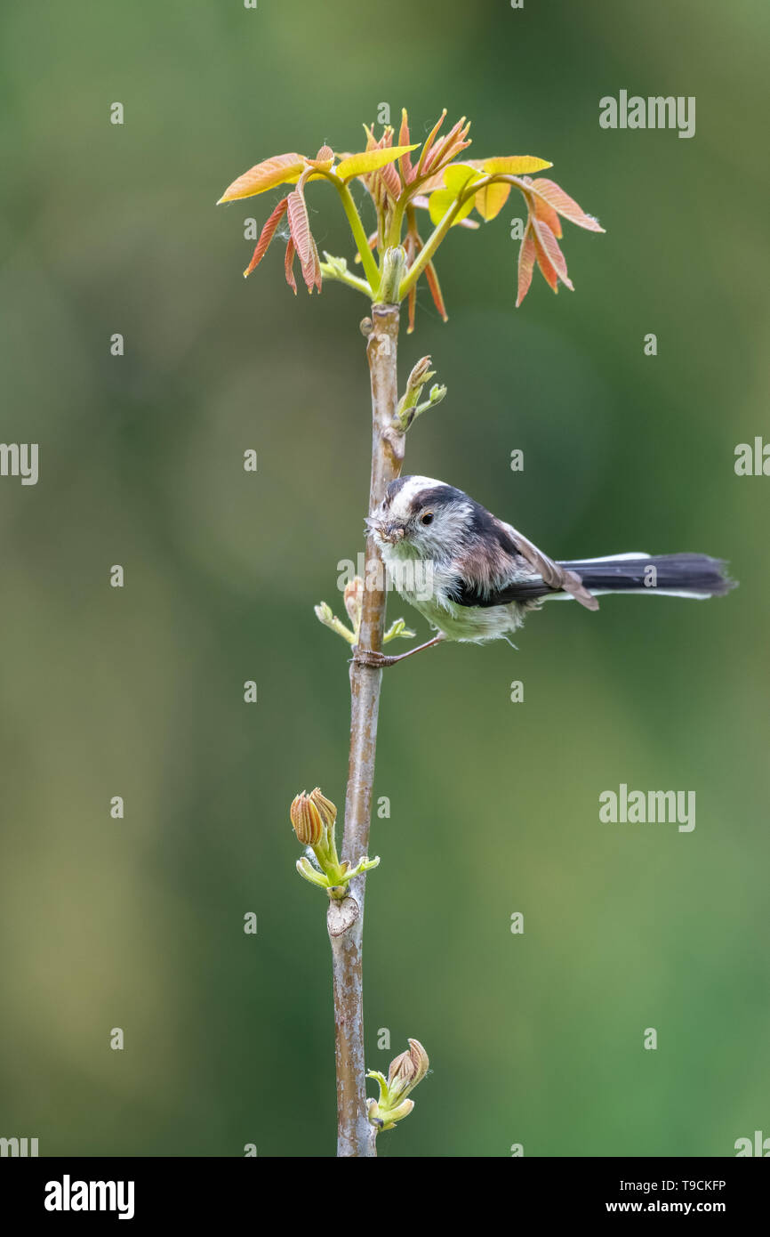 Long-tailed tit (Aegithalos caudatus) with insects in its bill Stock ...