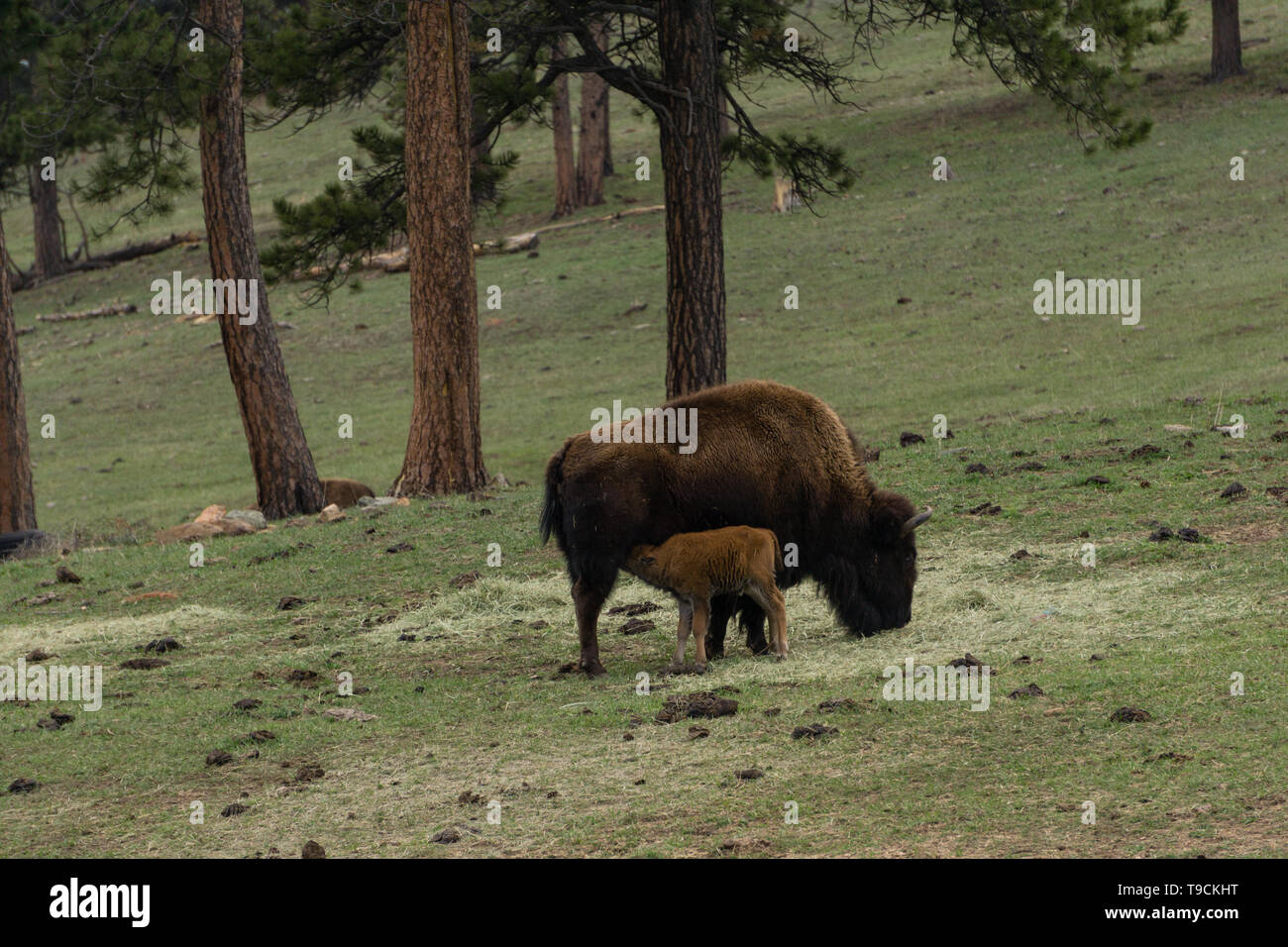 Bison near young animal hi-res stock photography and images - Alamy