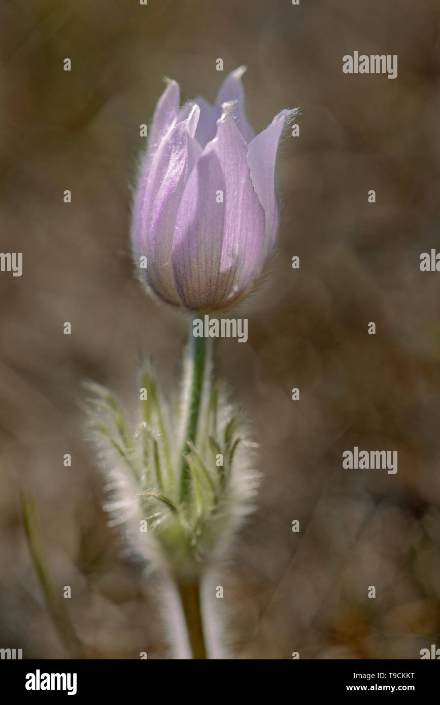 Canadian spring wildflowers hi-res stock photography and images - Alamy