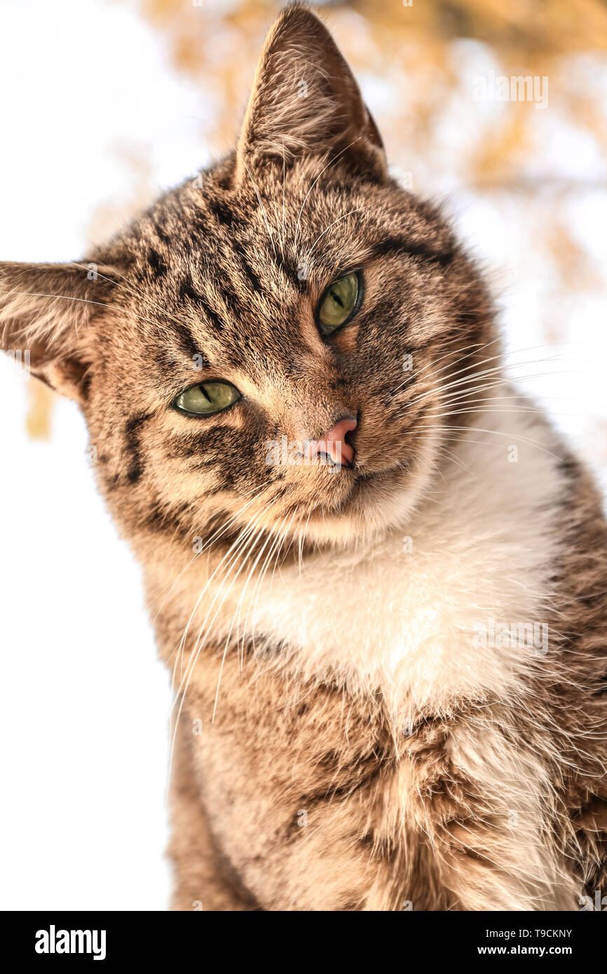 Cute cat outdoors Stock Photo - Alamy
