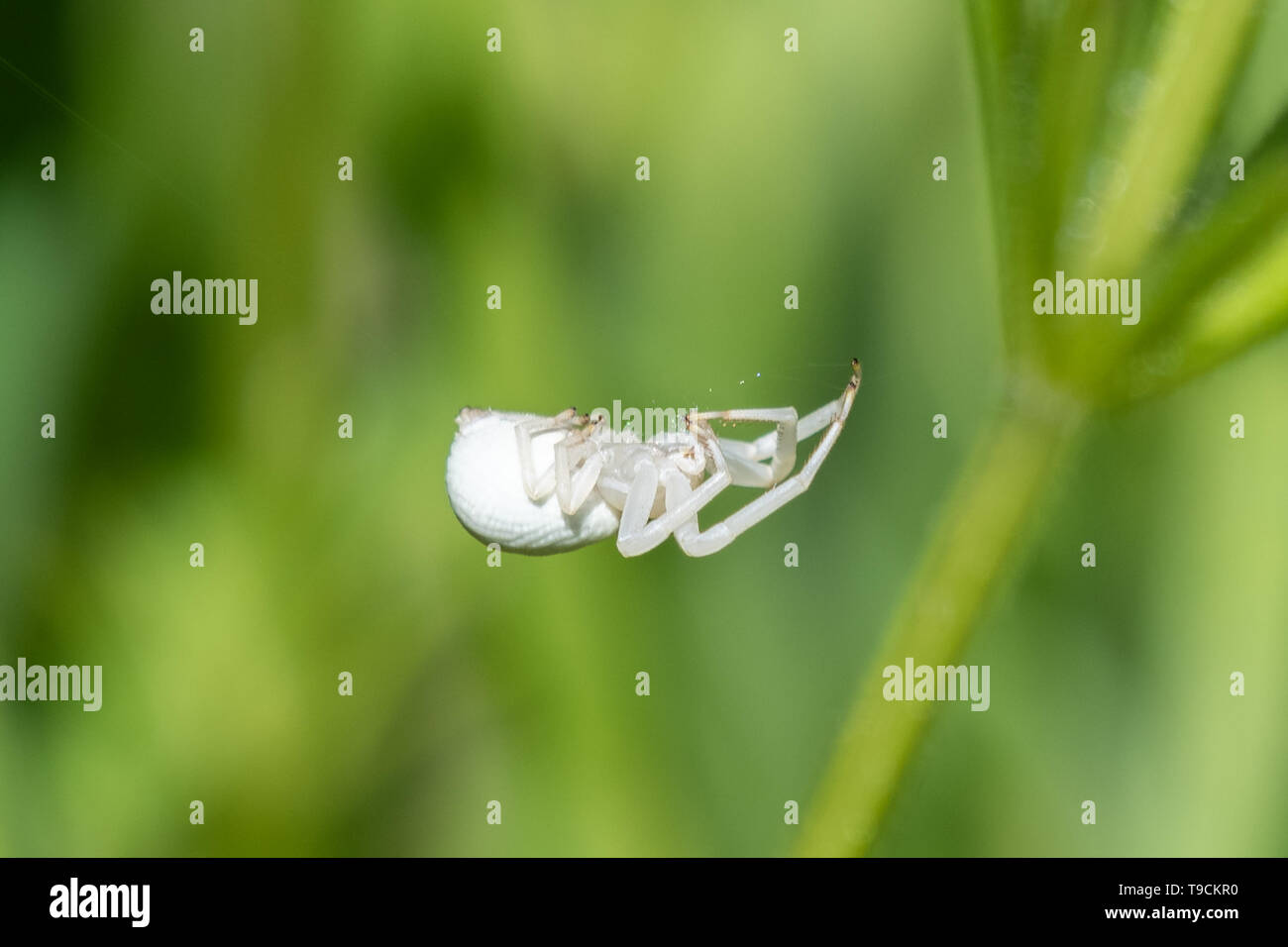 White Crab Spider (Misumena vatia Stock Photo - Alamy